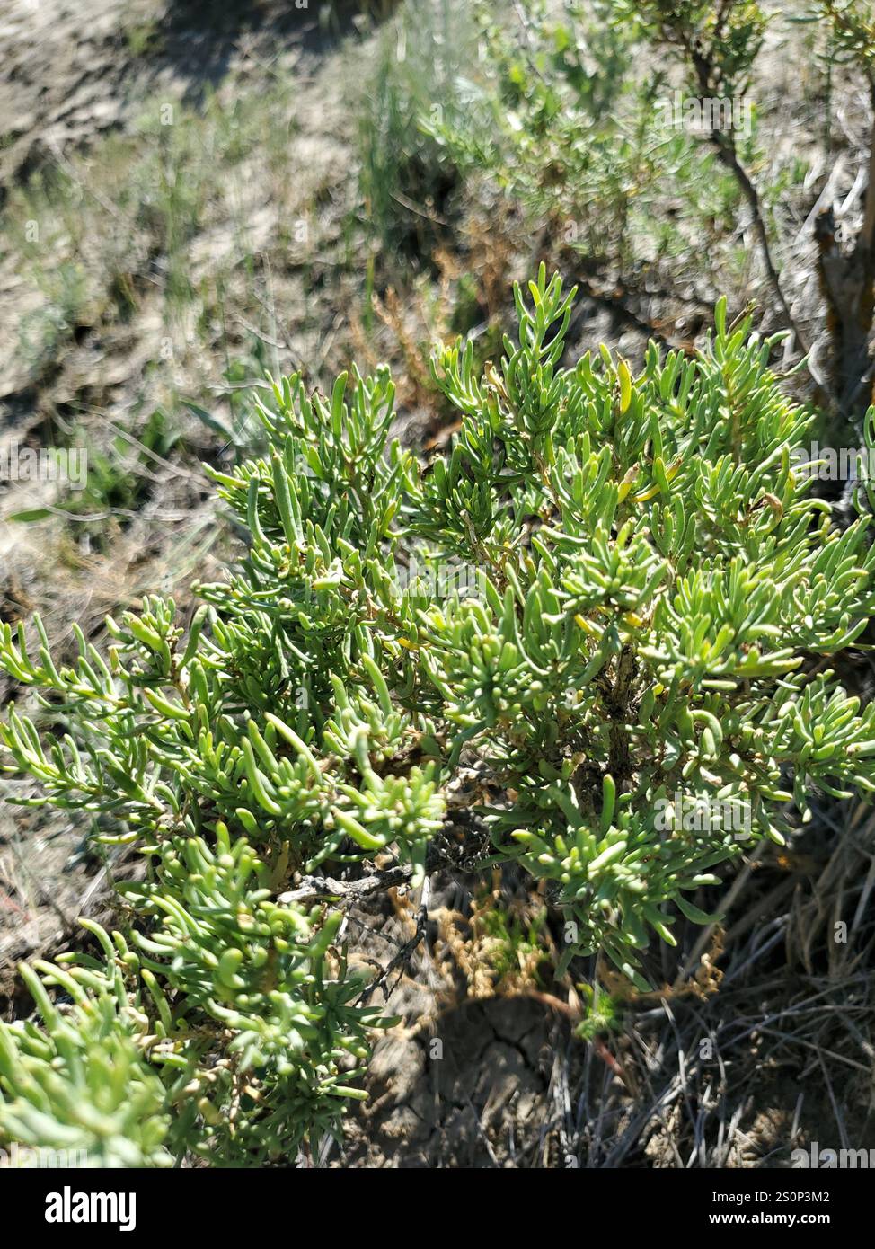 Sarcobatus vermiculatus hi-res stock photography and images - Alamy