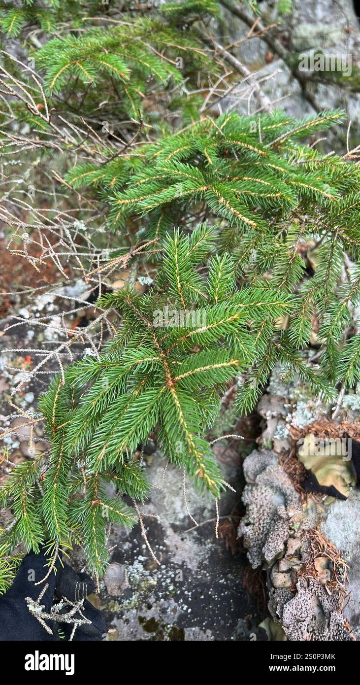 red spruce (Picea rubens Stock Photo - Alamy