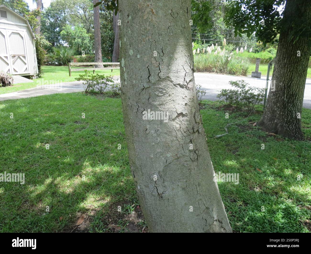 southern magnolia (Magnolia grandiflora Stock Photo - Alamy