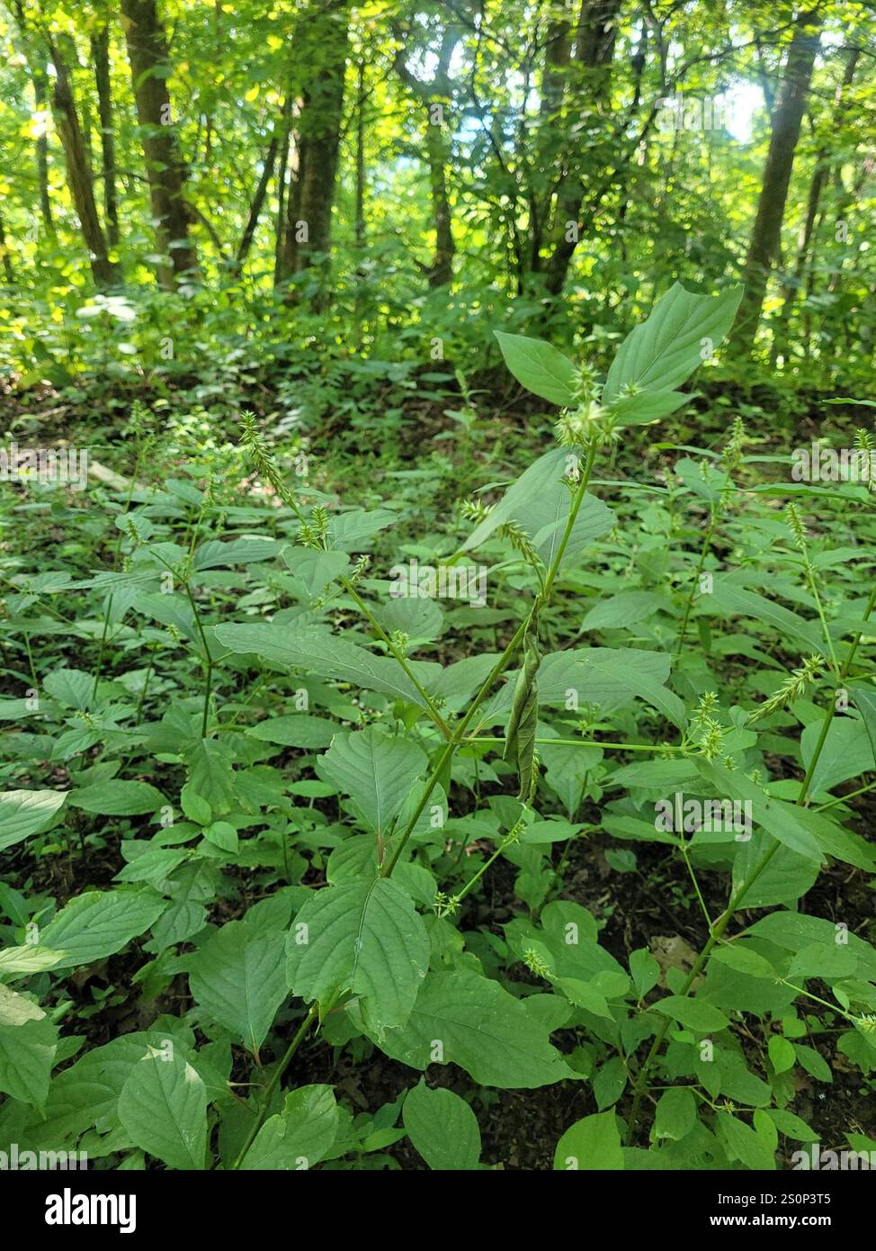 Japanese Chaff Flower (Achyranthes japonica Stock Photo - Alamy