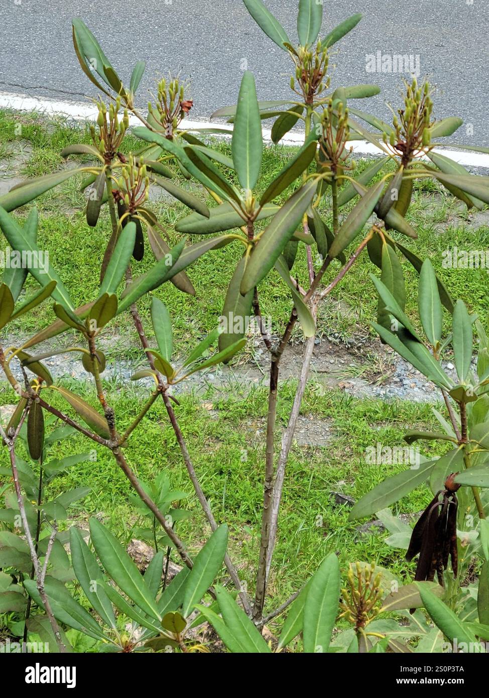 great rhododendron (Rhododendron maximum Stock Photo - Alamy