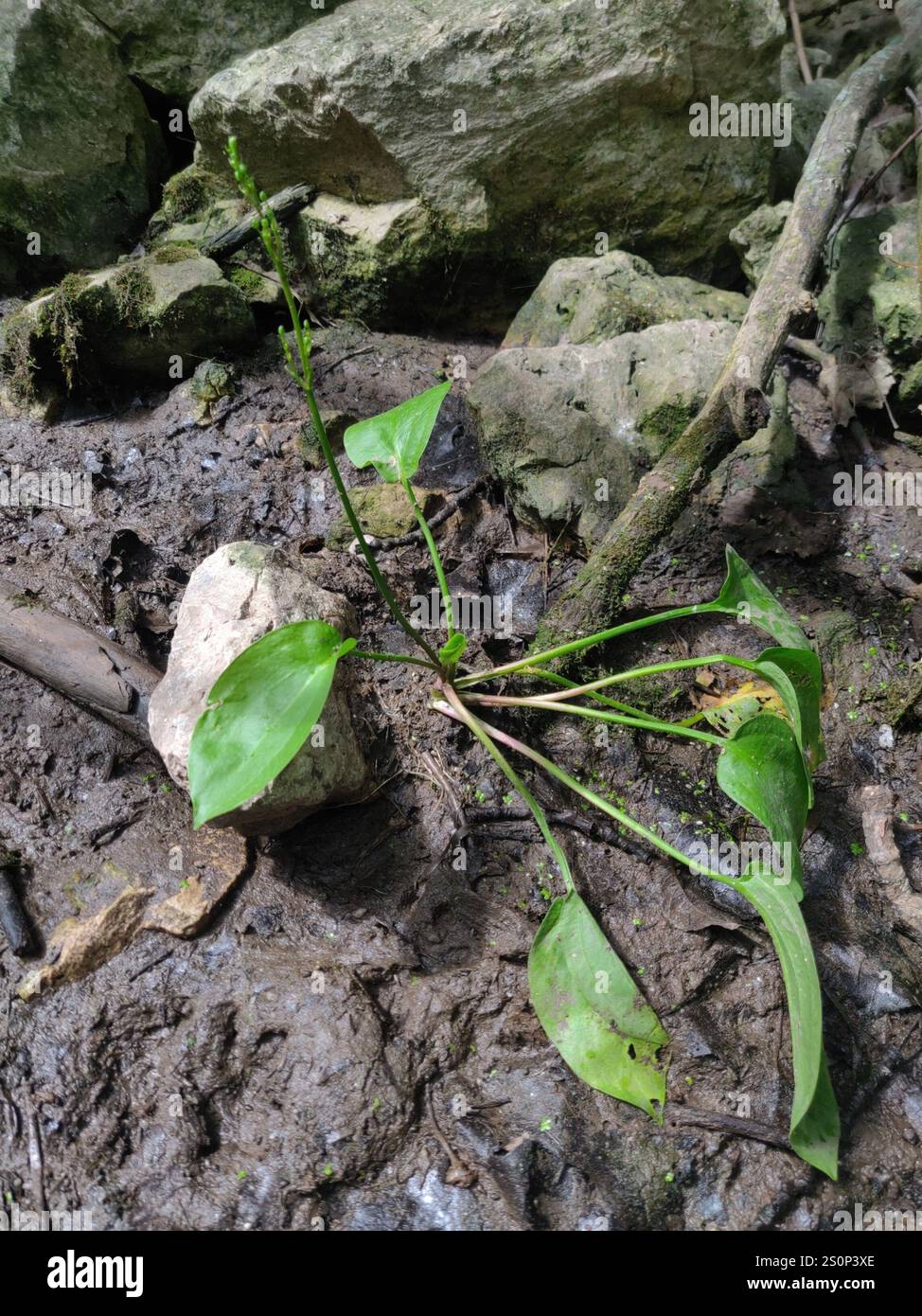 Alismataceae family hi-res stock photography and images - Alamy