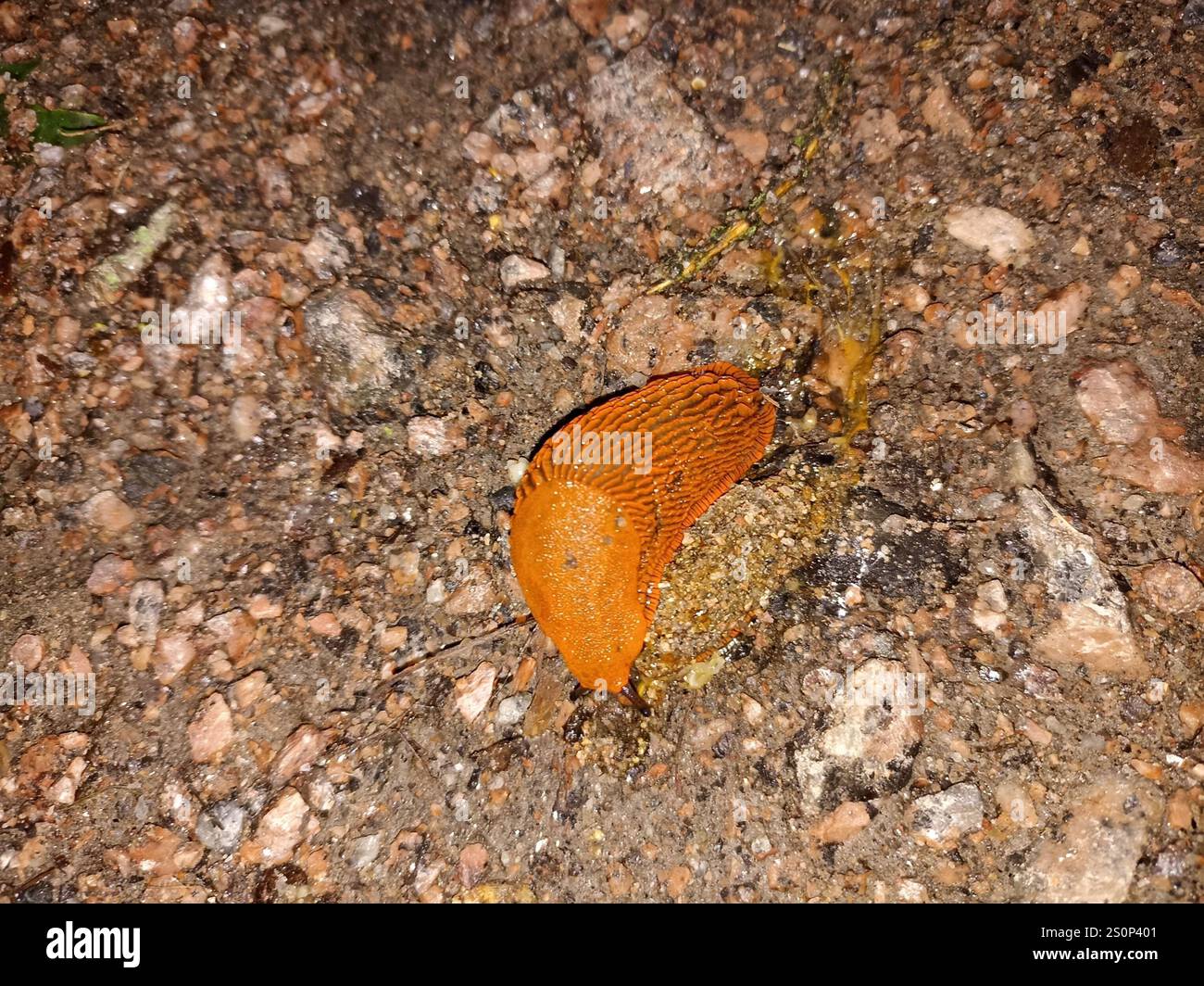 Spanish Slug (Arion vulgaris Stock Photo - Alamy