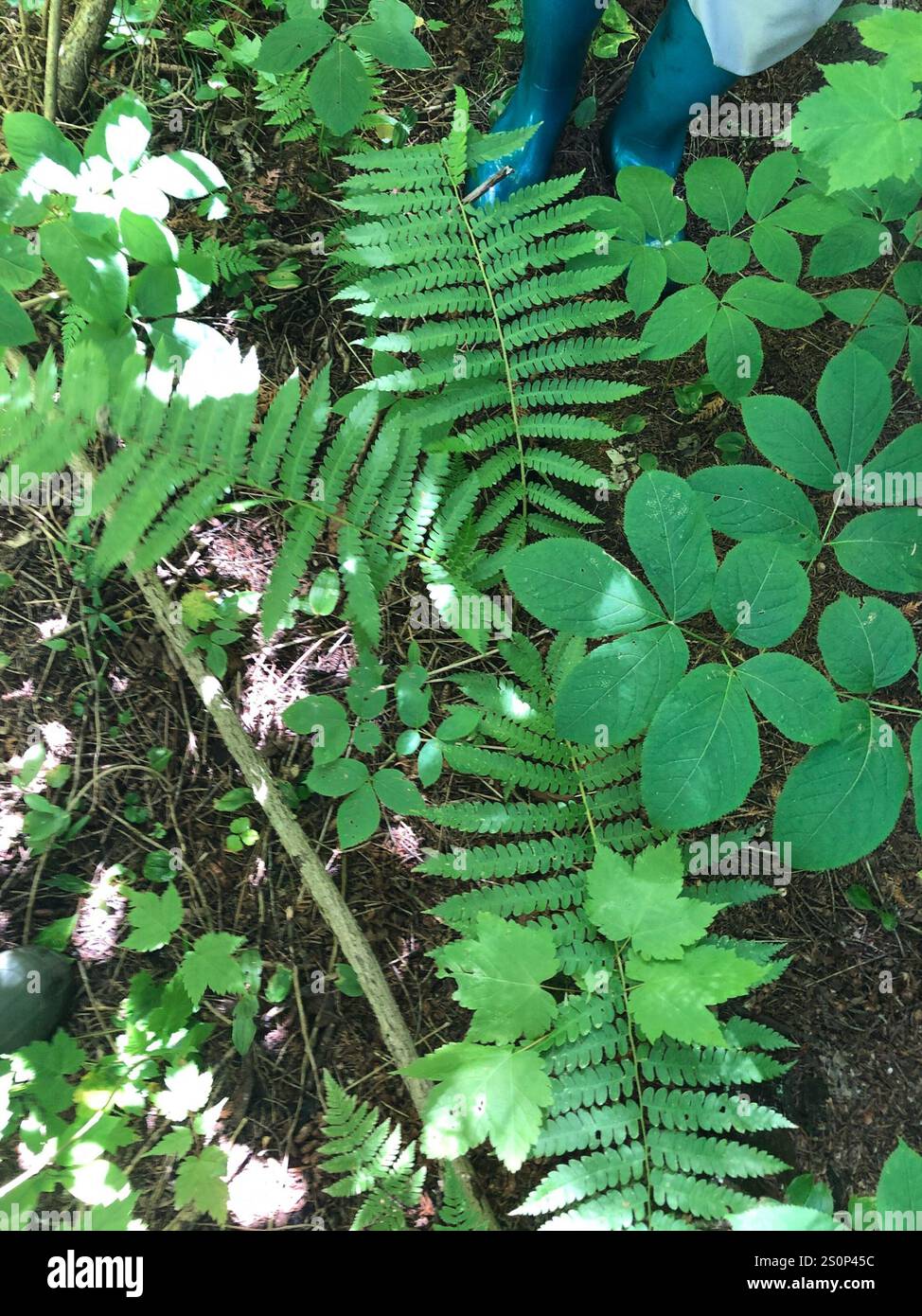 cinnamon fern (Osmundastrum cinnamomeum Stock Photo - Alamy