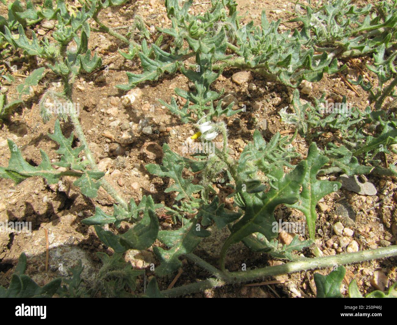 Cutleaf Nightshade (Solanum triflorum Stock Photo - Alamy