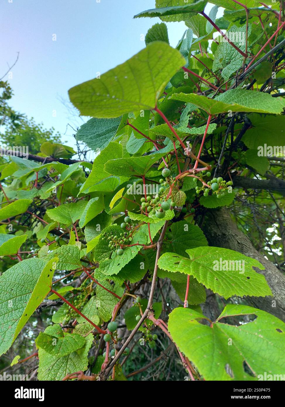 Amur grape hi-res stock photography and images - Alamy