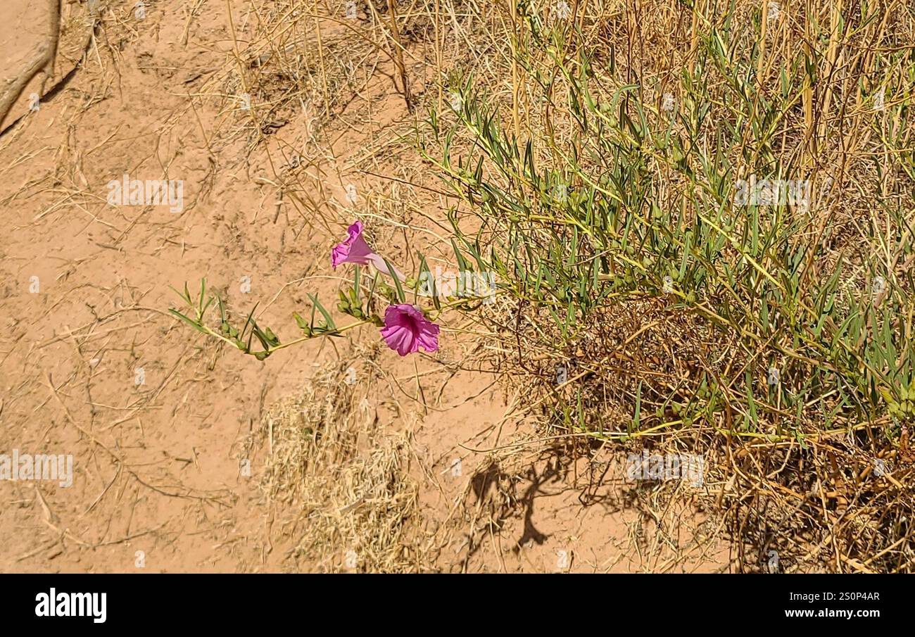 Bush Morning-glory (Ipomoea leptophylla Stock Photo - Alamy