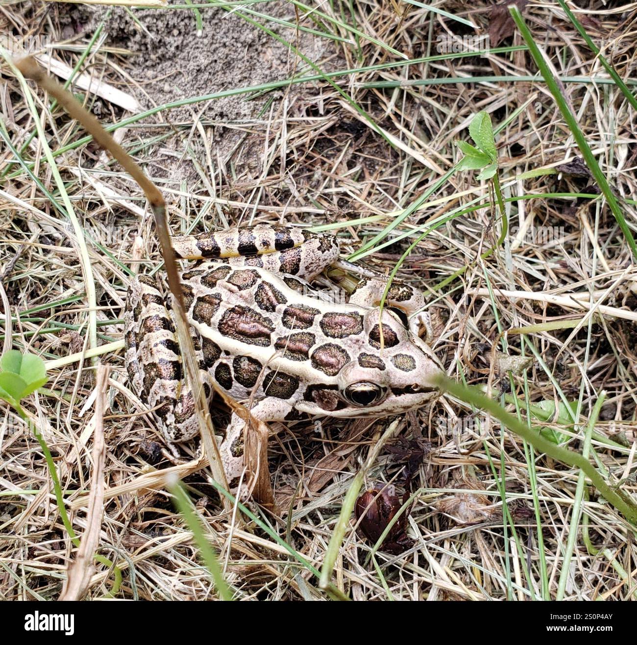 Pickerel Frog (Lithobates palustris Stock Photo - Alamy