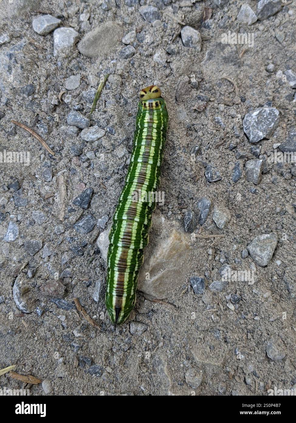 Pine Hawkmoth (Sphinx pinastri Stock Photo - Alamy