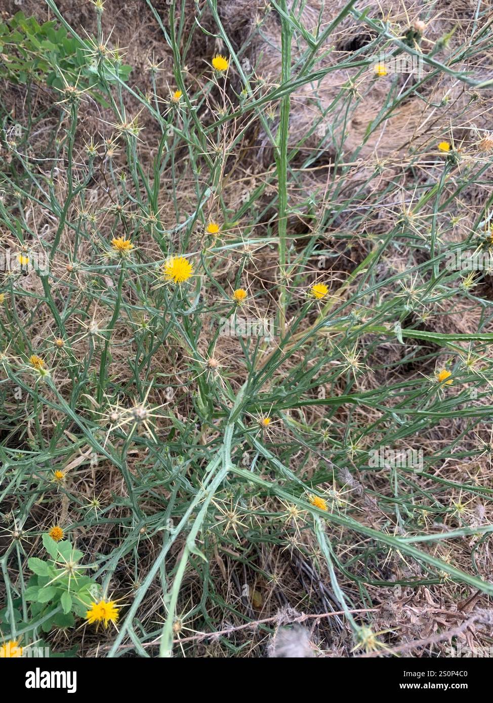 Yellow Star-Thistle (Centaurea solstitialis Stock Photo - Alamy