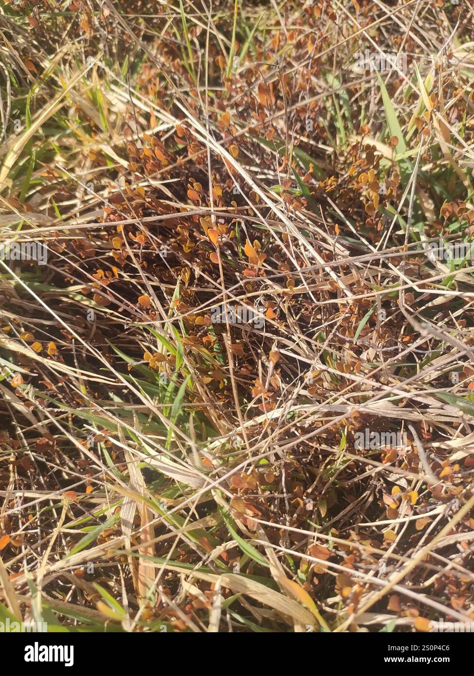 Creeping Wire Vine (Muehlenbeckia axillaris Stock Photo - Alamy