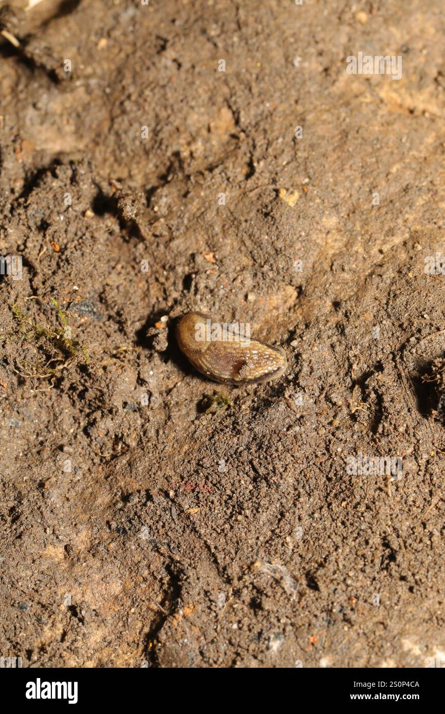 Western Dusky Slug (Arion subfuscus Stock Photo - Alamy