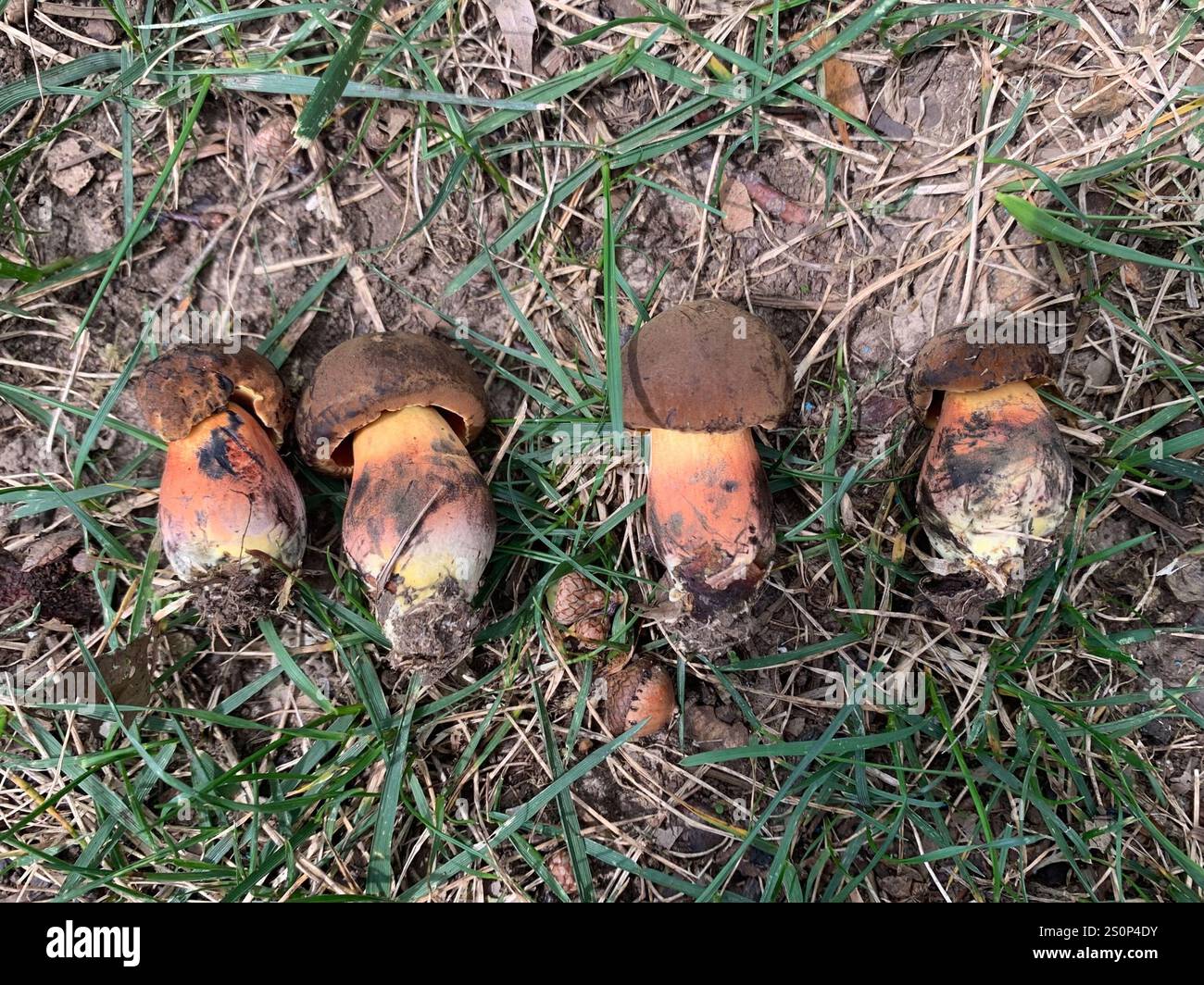 two-colored bolete (Baorangia bicolor Stock Photo - Alamy
