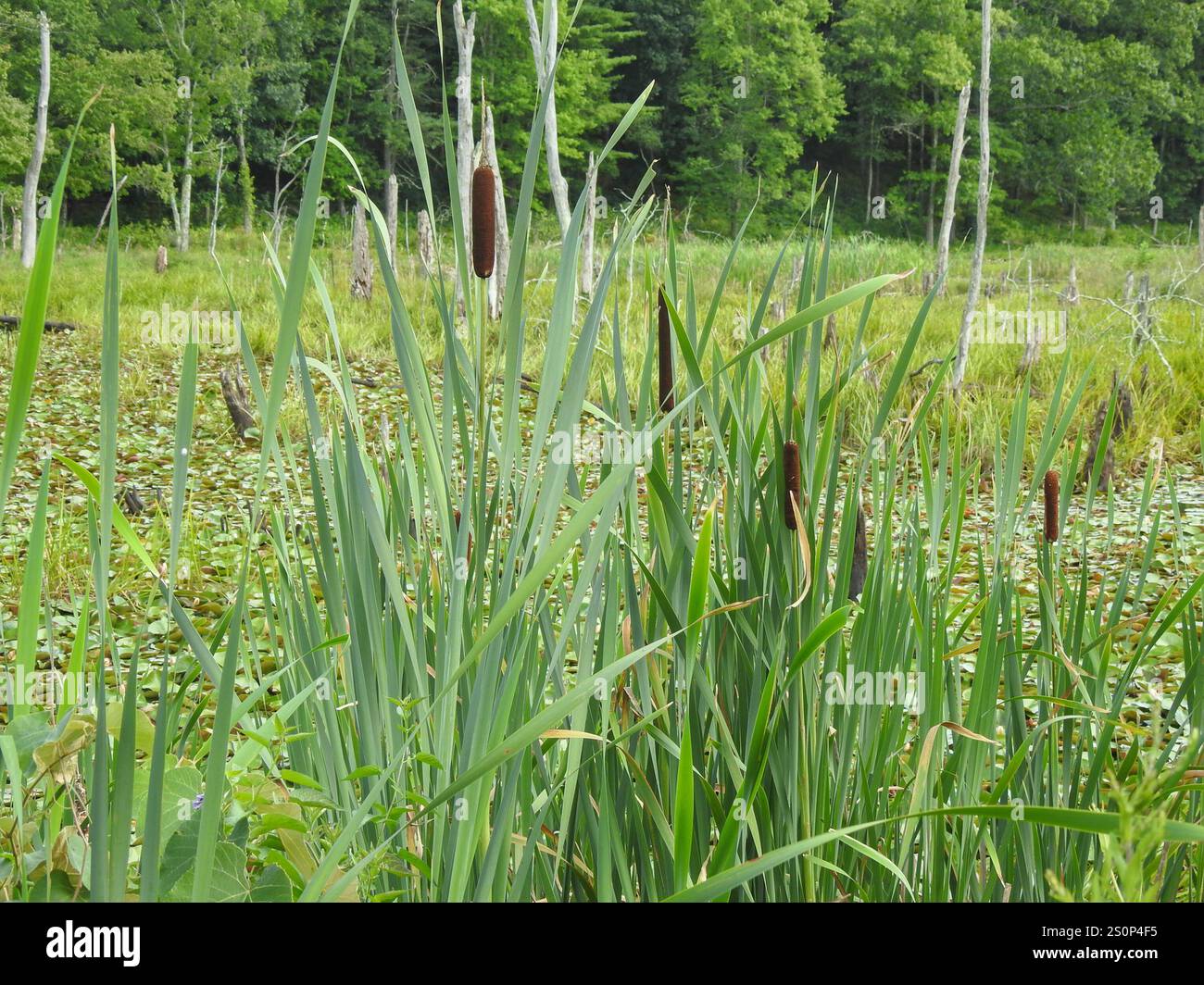 broadleaf cattail (Typha latifolia Stock Photo - Alamy