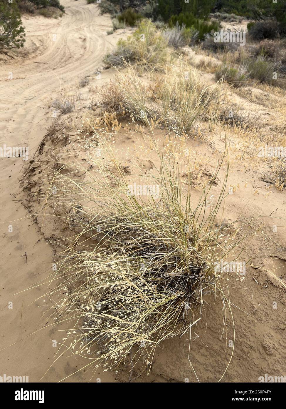 Sand Ricegrass (Eriocoma hymenoides Stock Photo - Alamy