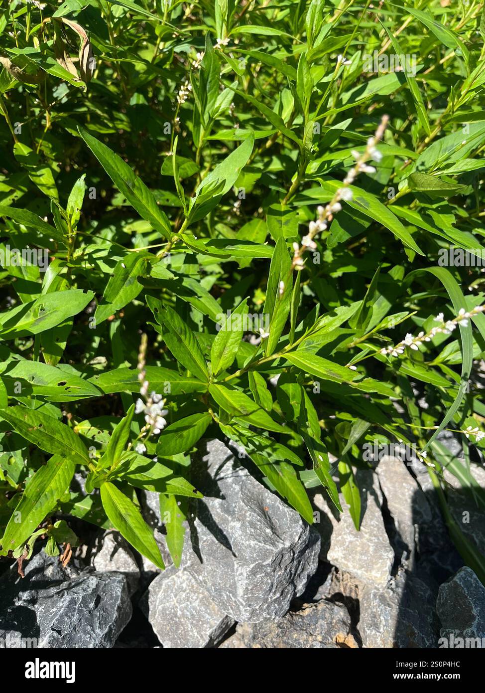 swamp smartweed (Persicaria hydropiperoides Stock Photo - Alamy