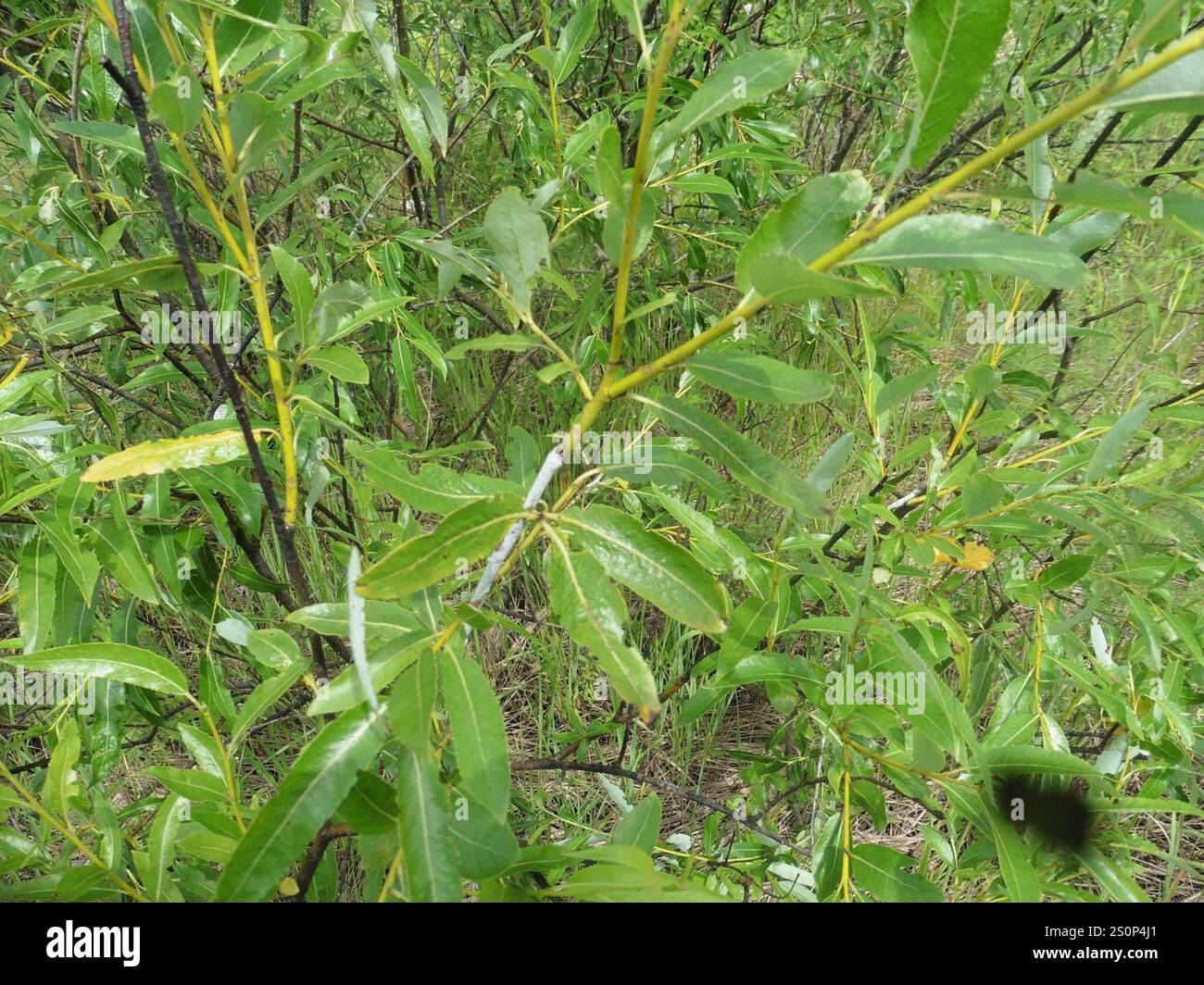 Siberian Violet-willow (Salix acutifolia Stock Photo - Alamy