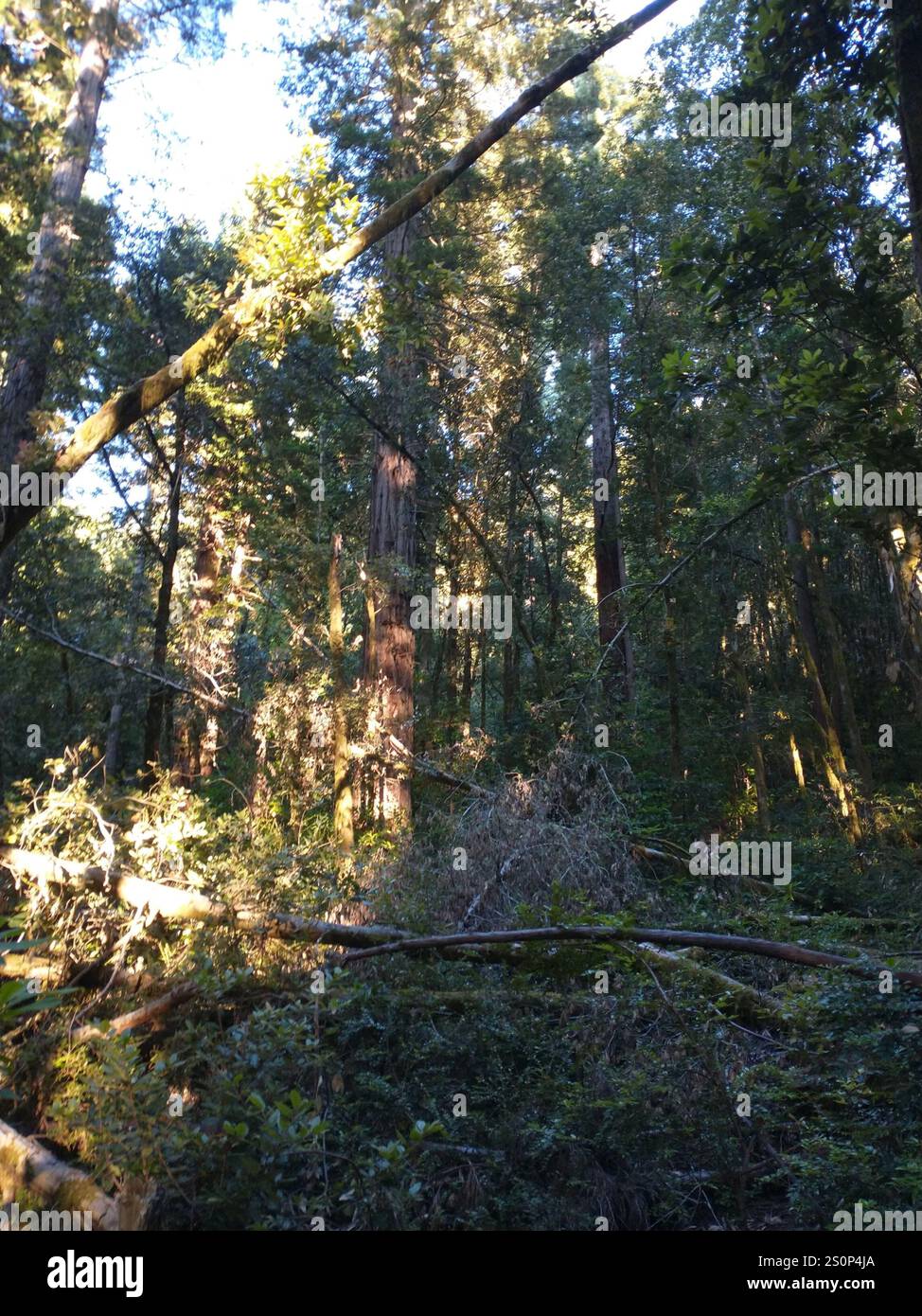 coast redwood (Sequoia sempervirens Stock Photo - Alamy