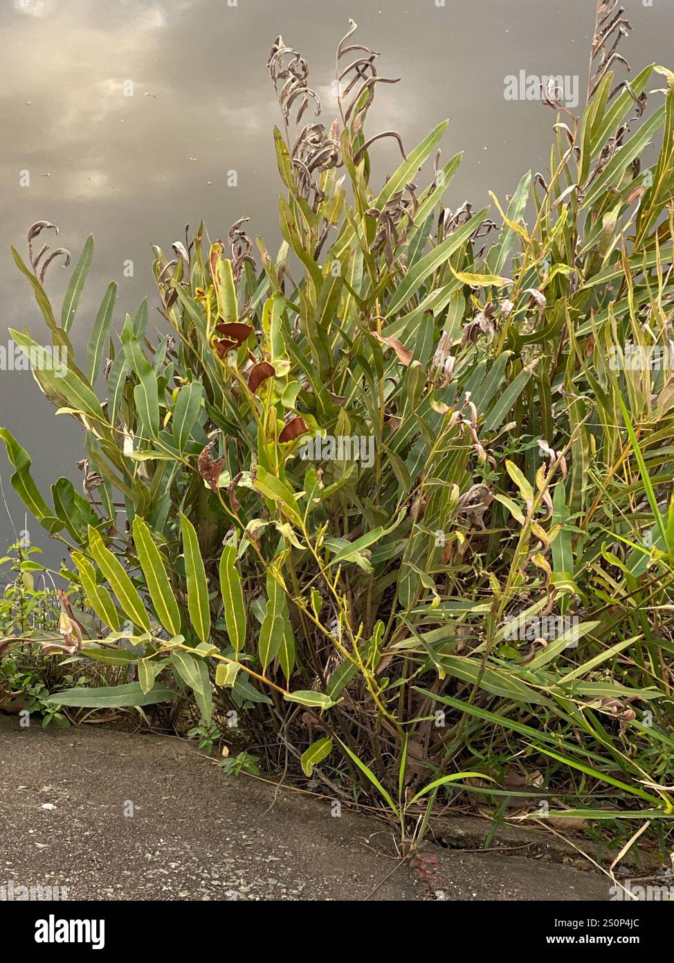 Mangrove Fern (Acrostichum speciosum Stock Photo - Alamy