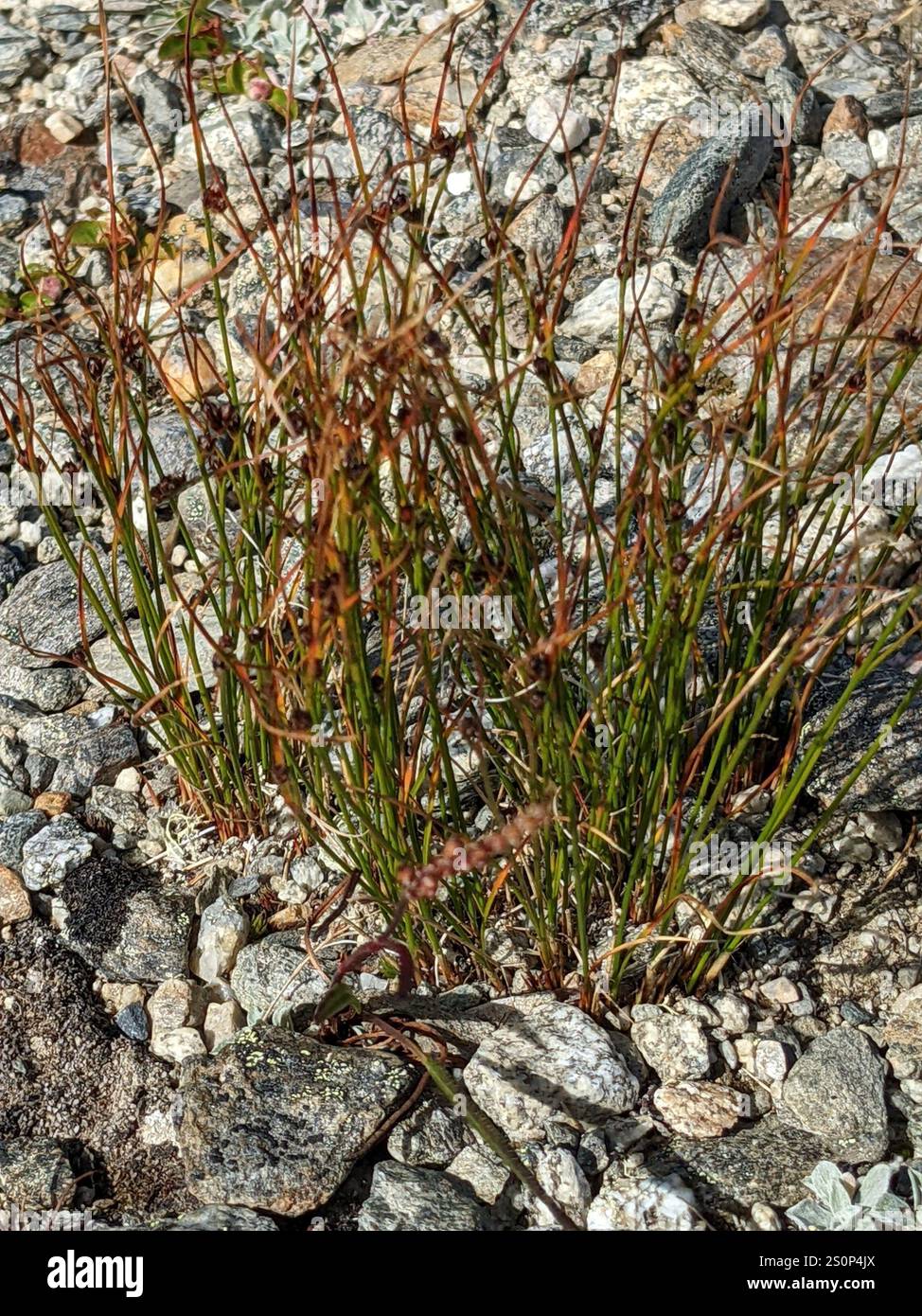 highland rush (Oreojuncus trifidus Stock Photo - Alamy