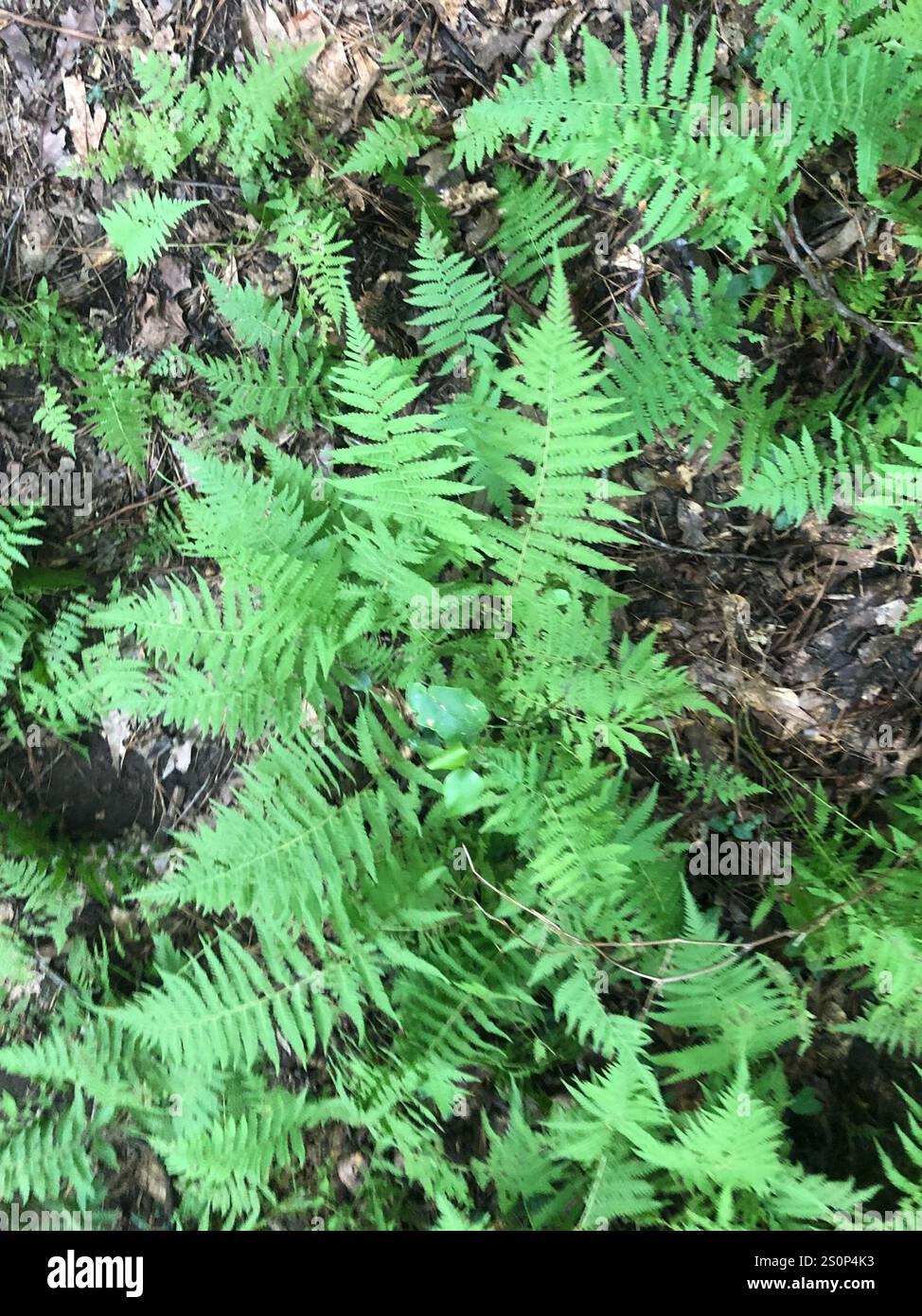 New York fern (Amauropelta noveboracensis Stock Photo - Alamy