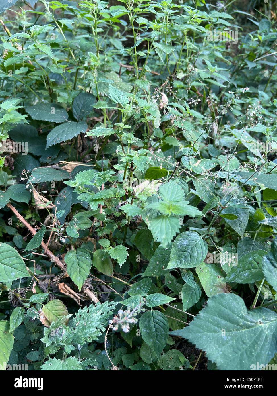 enchanter's-nightshade (Circaea lutetiana Stock Photo - Alamy