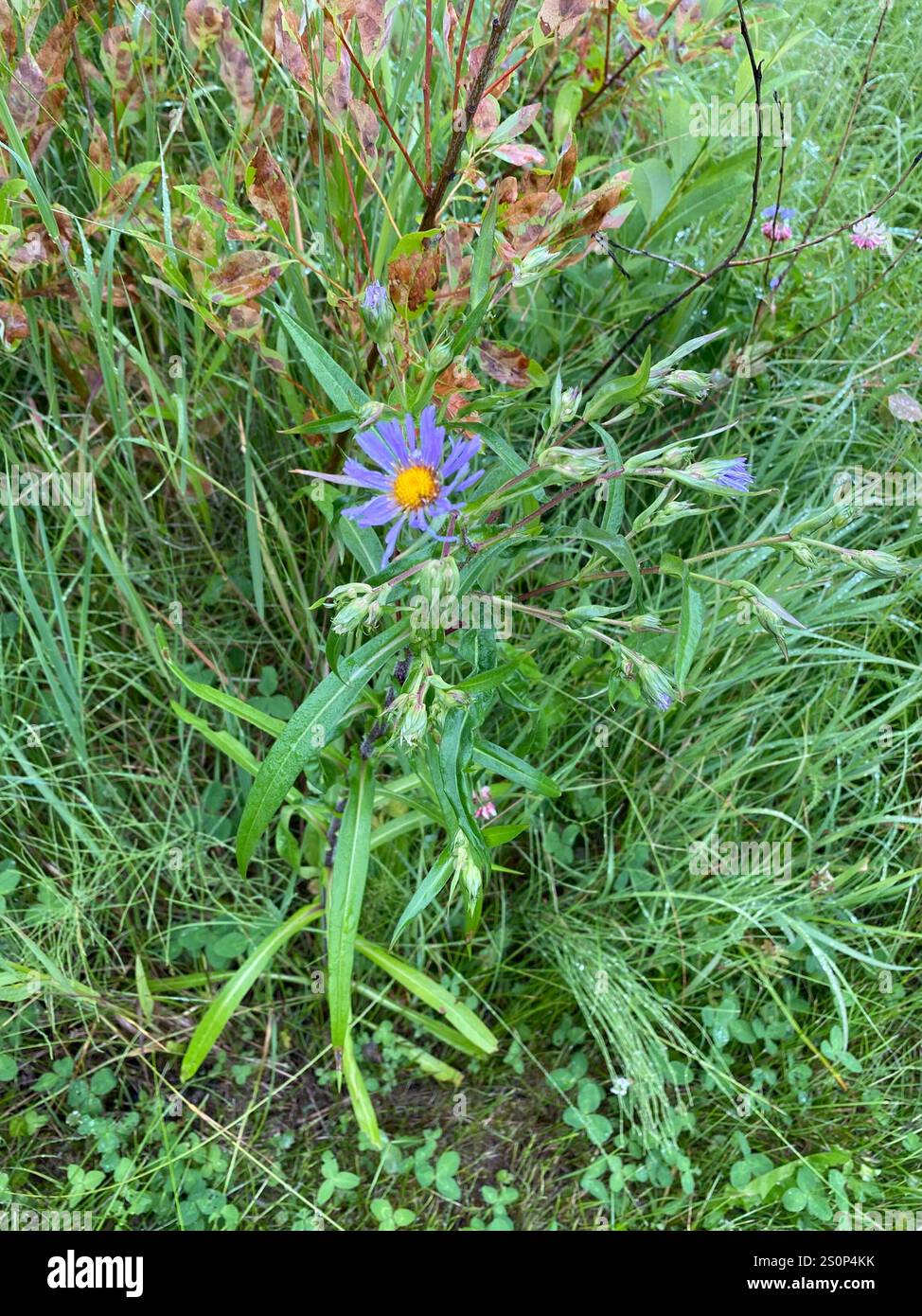 swamp aster (Symphyotrichum puniceum Stock Photo - Alamy