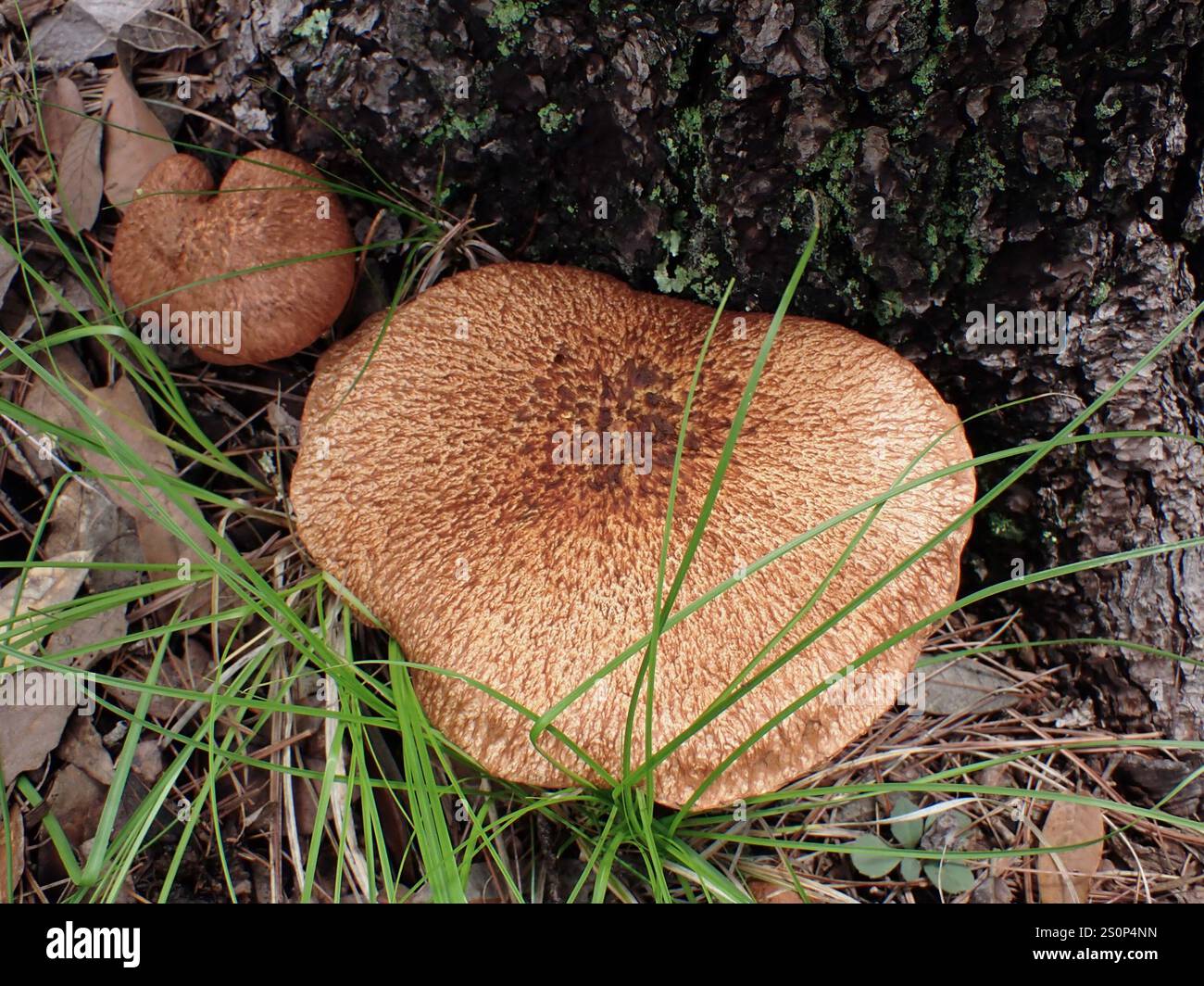 Western Painted Suillus (Suillus lakei Stock Photo - Alamy