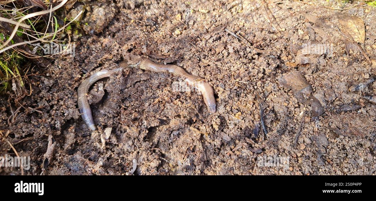 Two-clawed Worm-skink (Anomalopus leuckartii Stock Photo - Alamy Two-clawed Worm-skink (Anomalopus leuckartii Stock Photo - Alamy