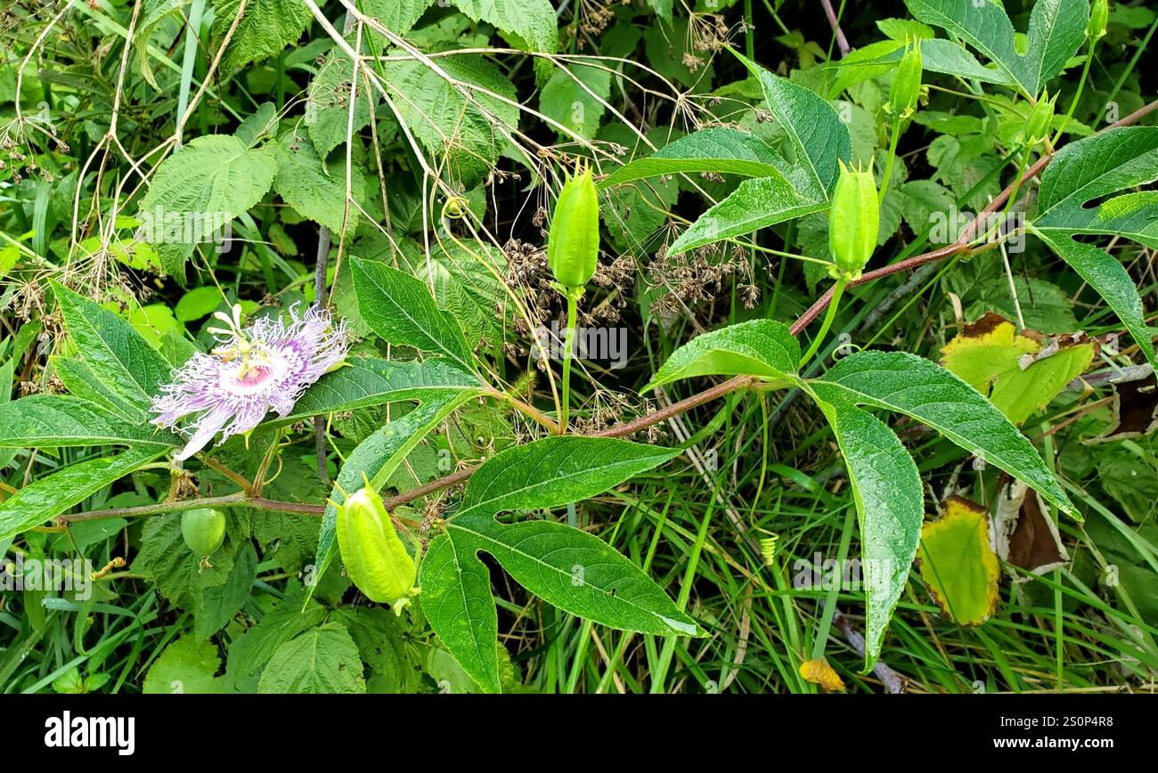 purple passionflower (Passiflora incarnata Stock Photo - Alamy