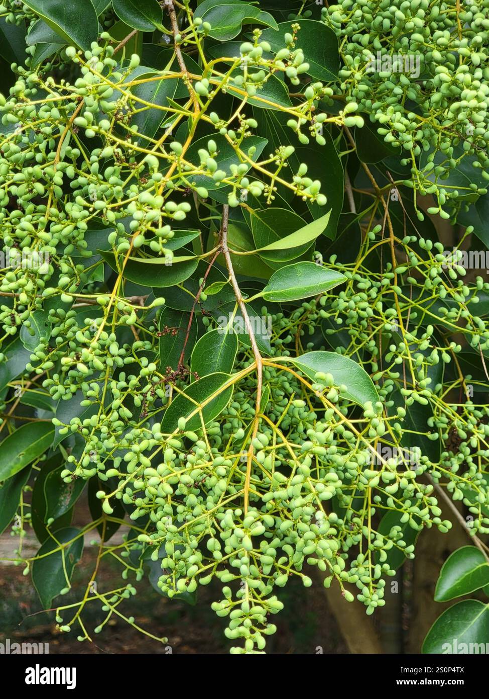 tree privet (Ligustrum lucidum Stock Photo - Alamy