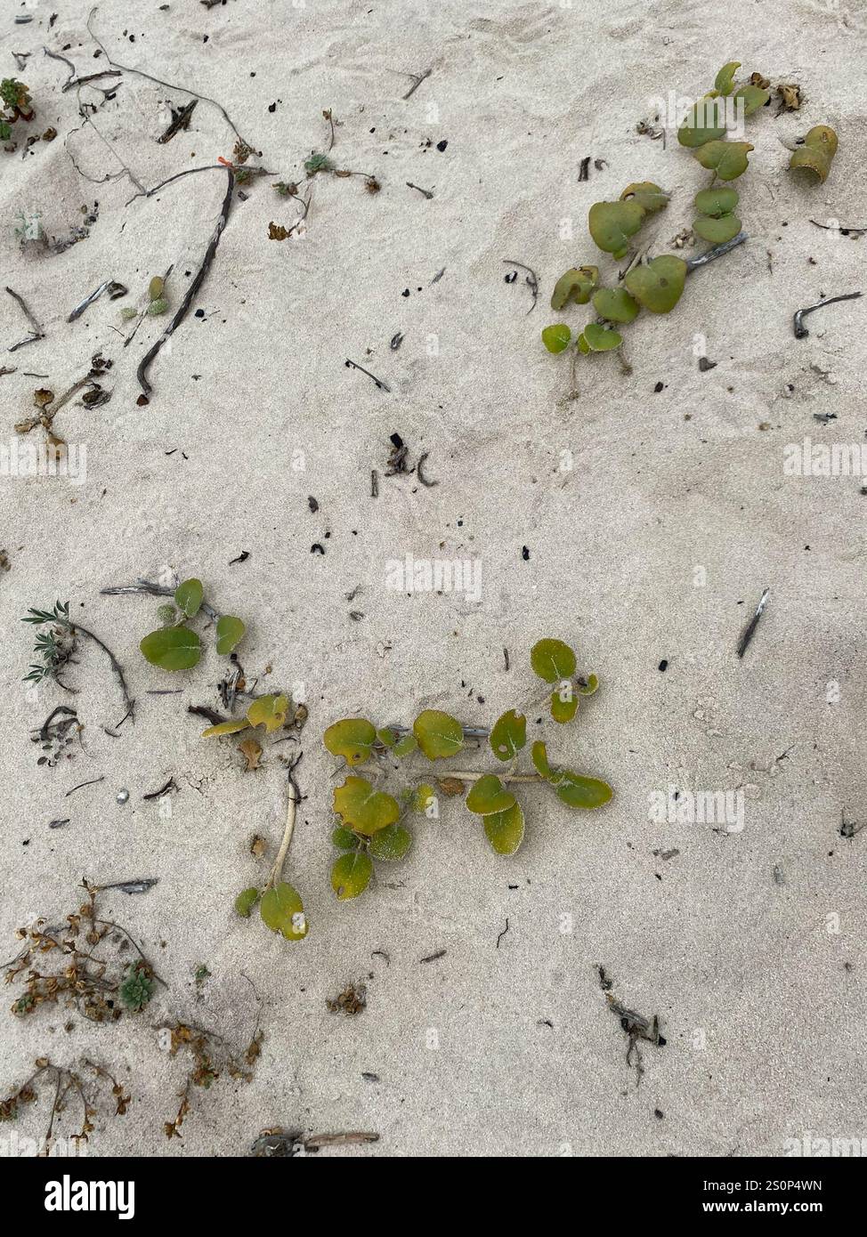 Yellow Sand Verbena (Abronia latifolia Stock Photo - Alamy