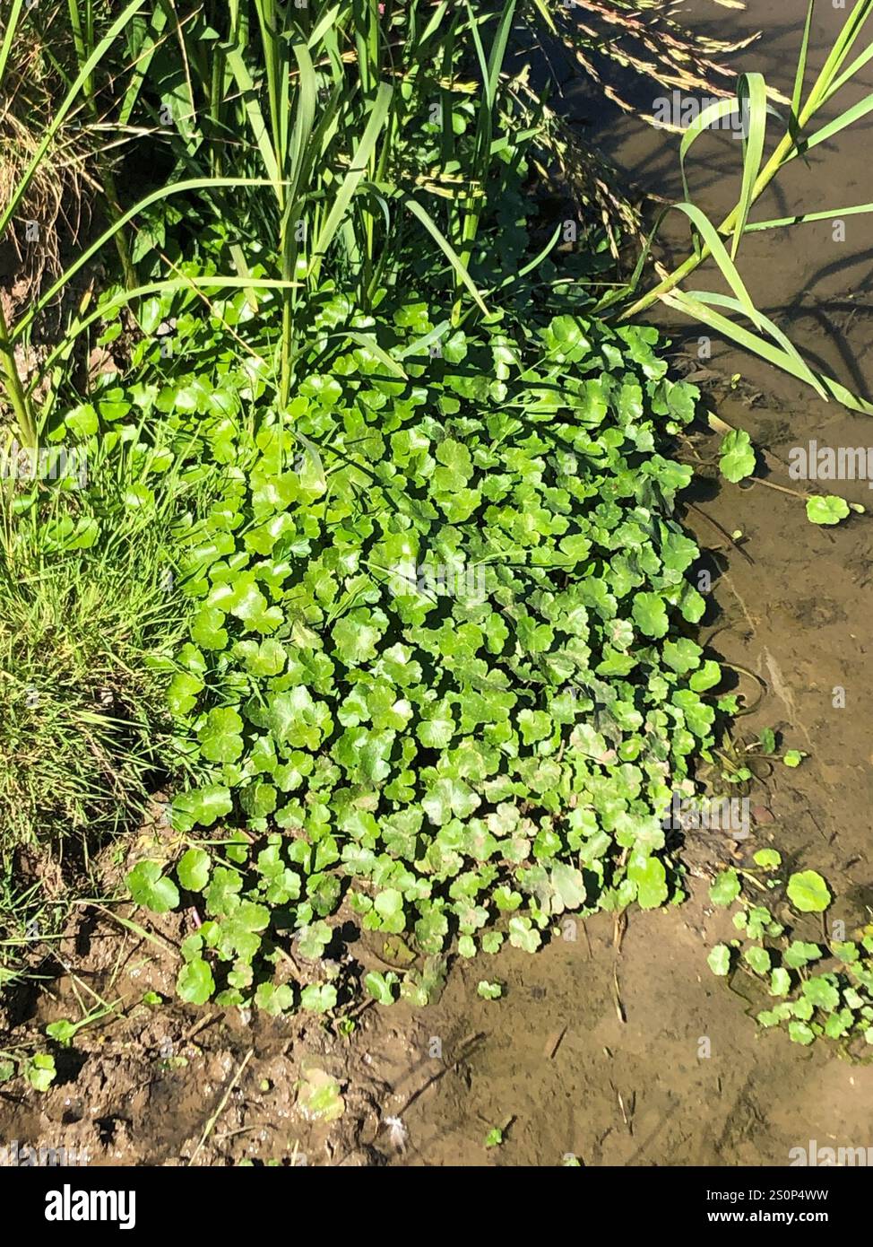 floating marsh pennywort (Hydrocotyle ranunculoides Stock Photo - Alamy