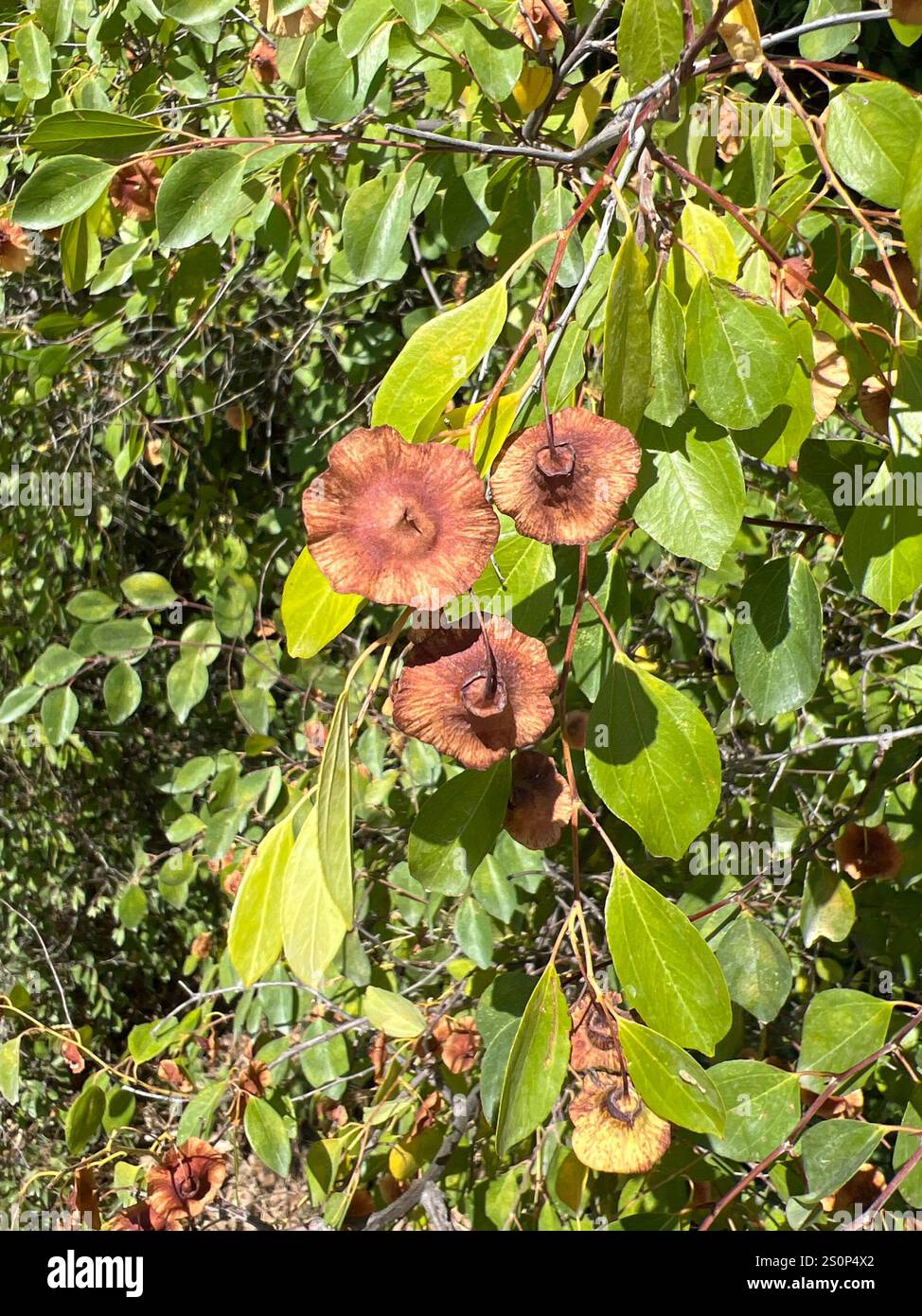 Jerusalem Thorn (Paliurus spina-christi Stock Photo - Alamy