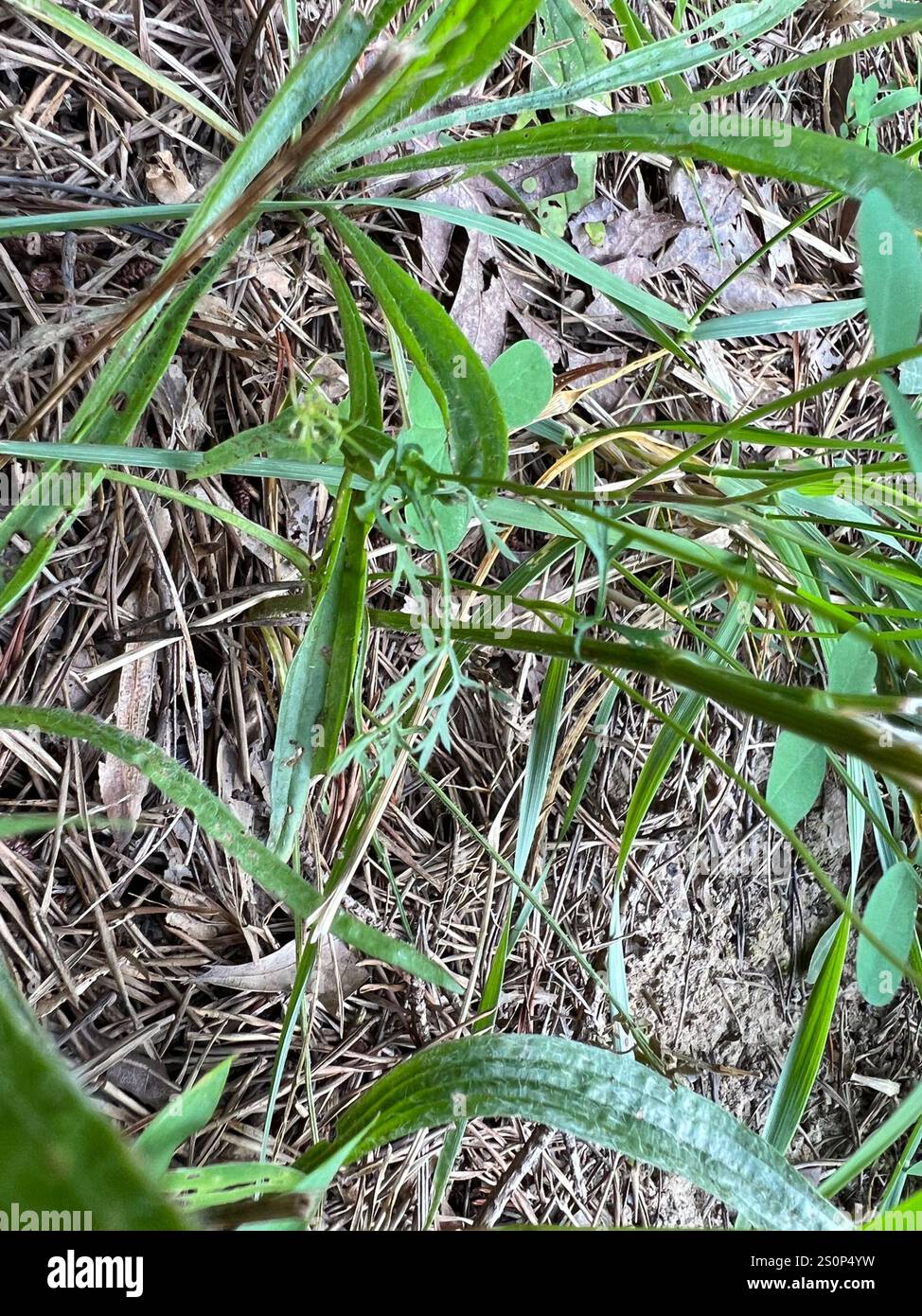 carrot family (Apiaceae Stock Photo - Alamy