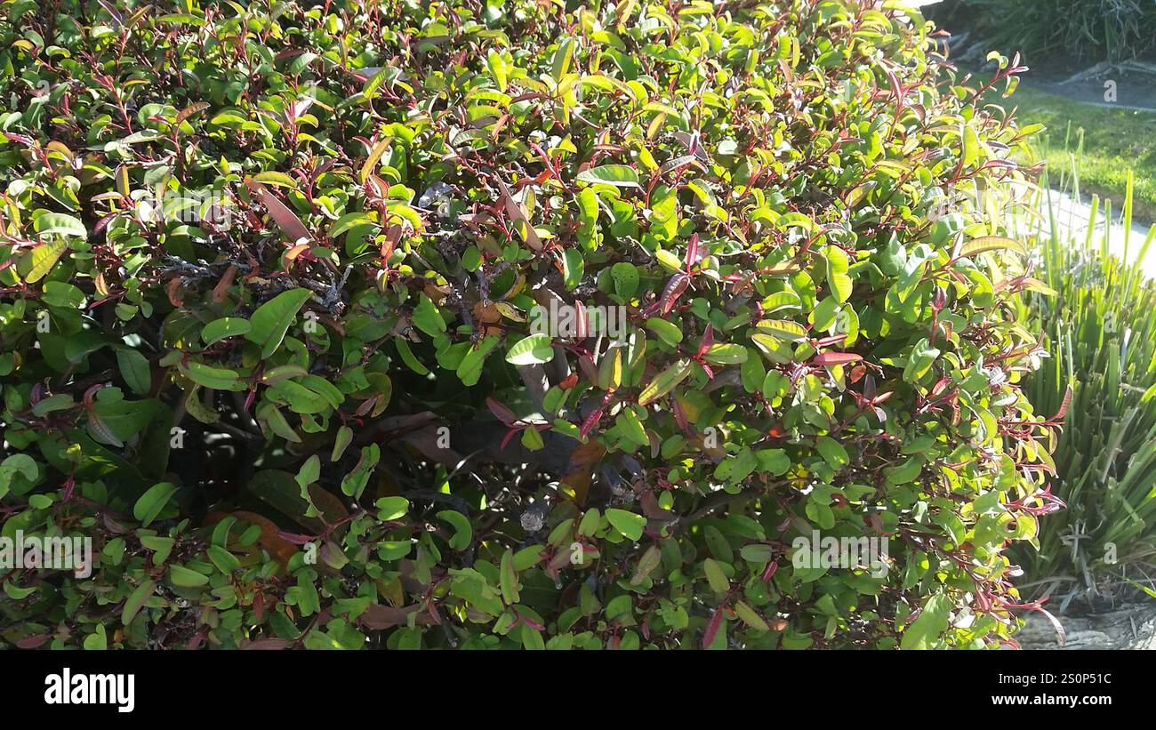 laurel sumac (Malosma laurina Stock Photo - Alamy