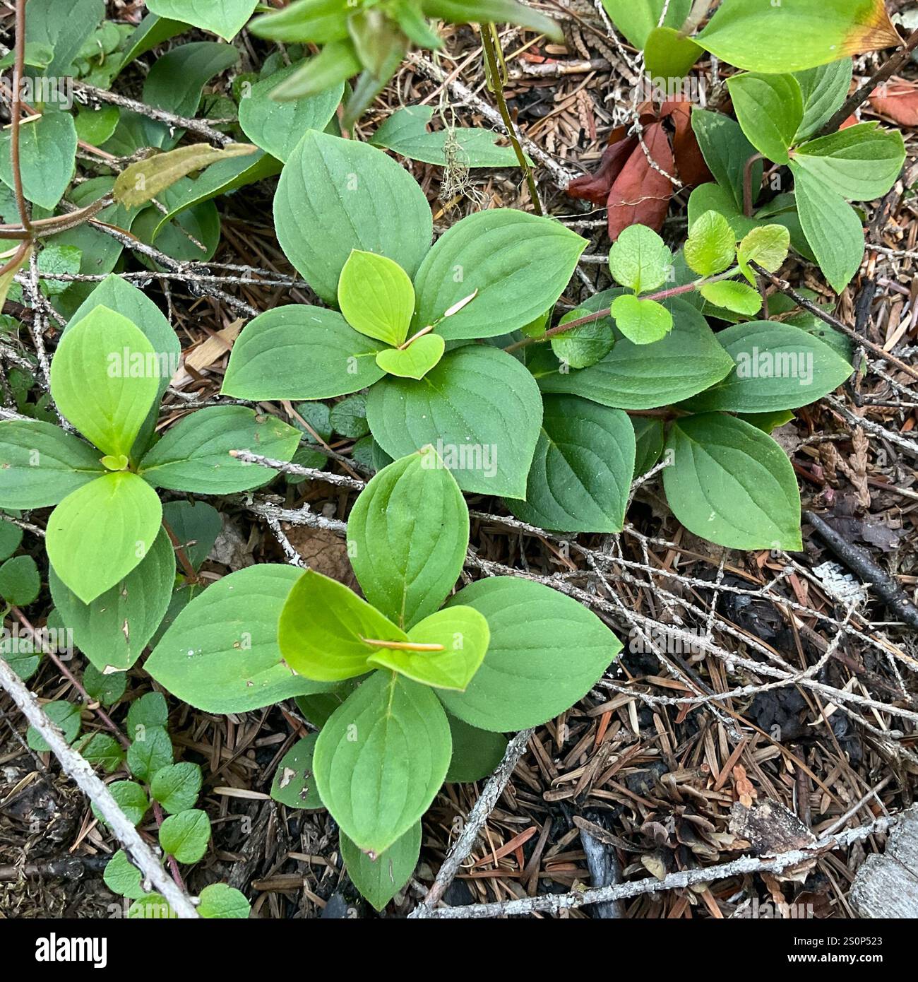 Western Bunchberry (Cornus unalaschkensis Stock Photo - Alamy