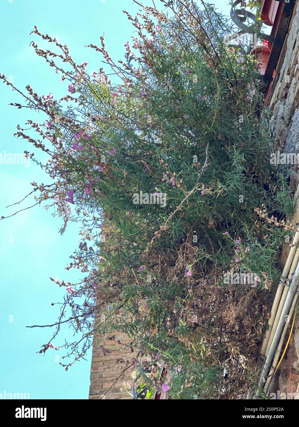 greater snapdragon (Antirrhinum tortuosum Stock Photo - Alamy