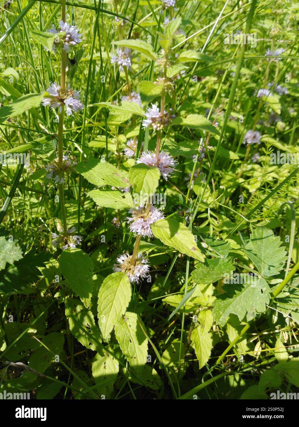 corn mint (Mentha arvensis Stock Photo - Alamy