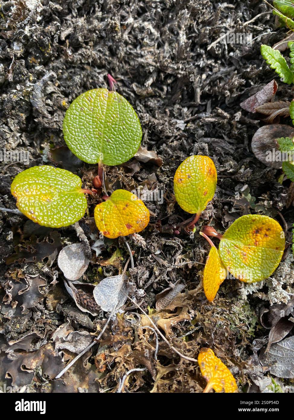 Net-leaved Willow (Salix reticulata Stock Photo - Alamy