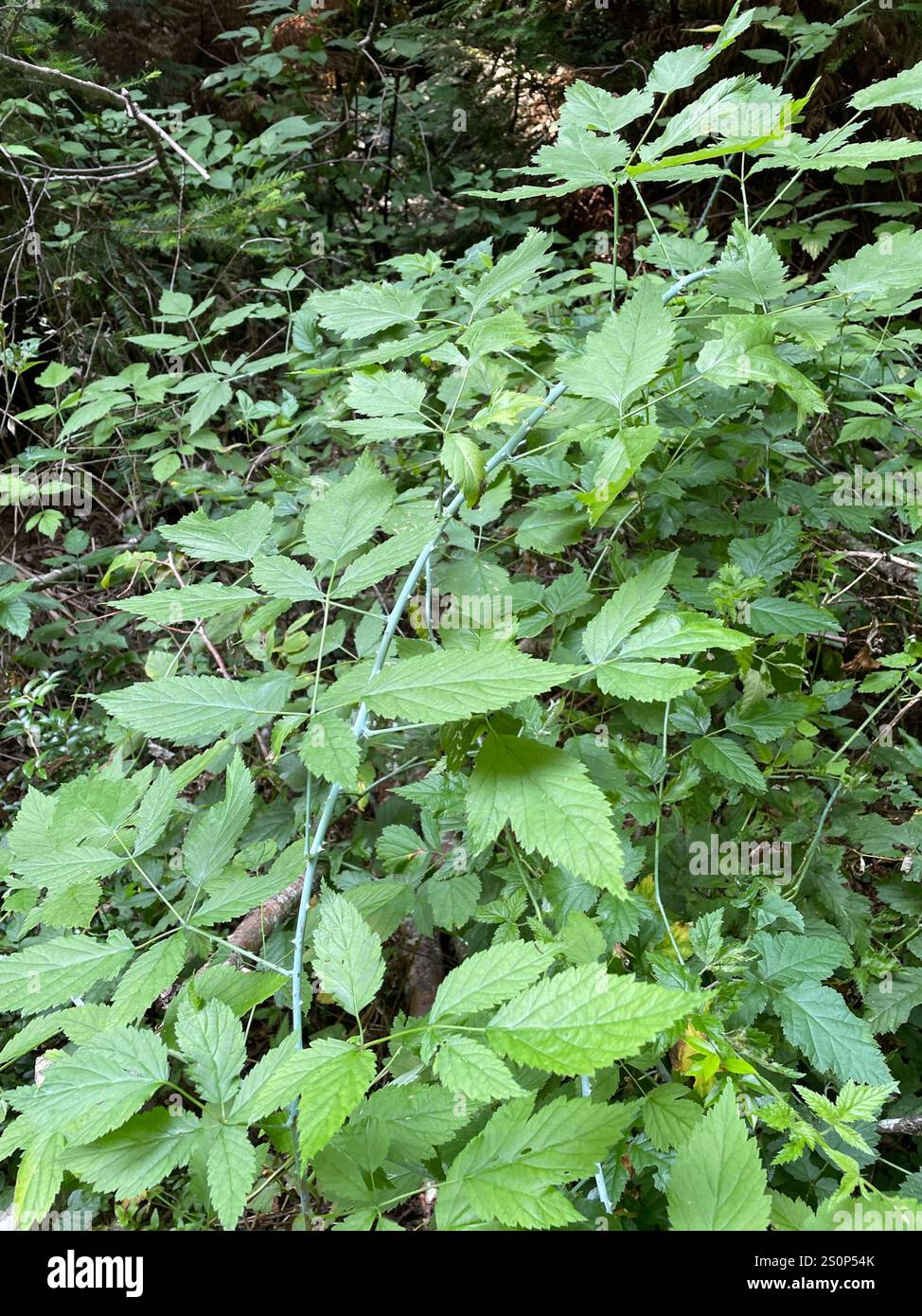whitebark raspberry (Rubus leucodermis Stock Photo - Alamy