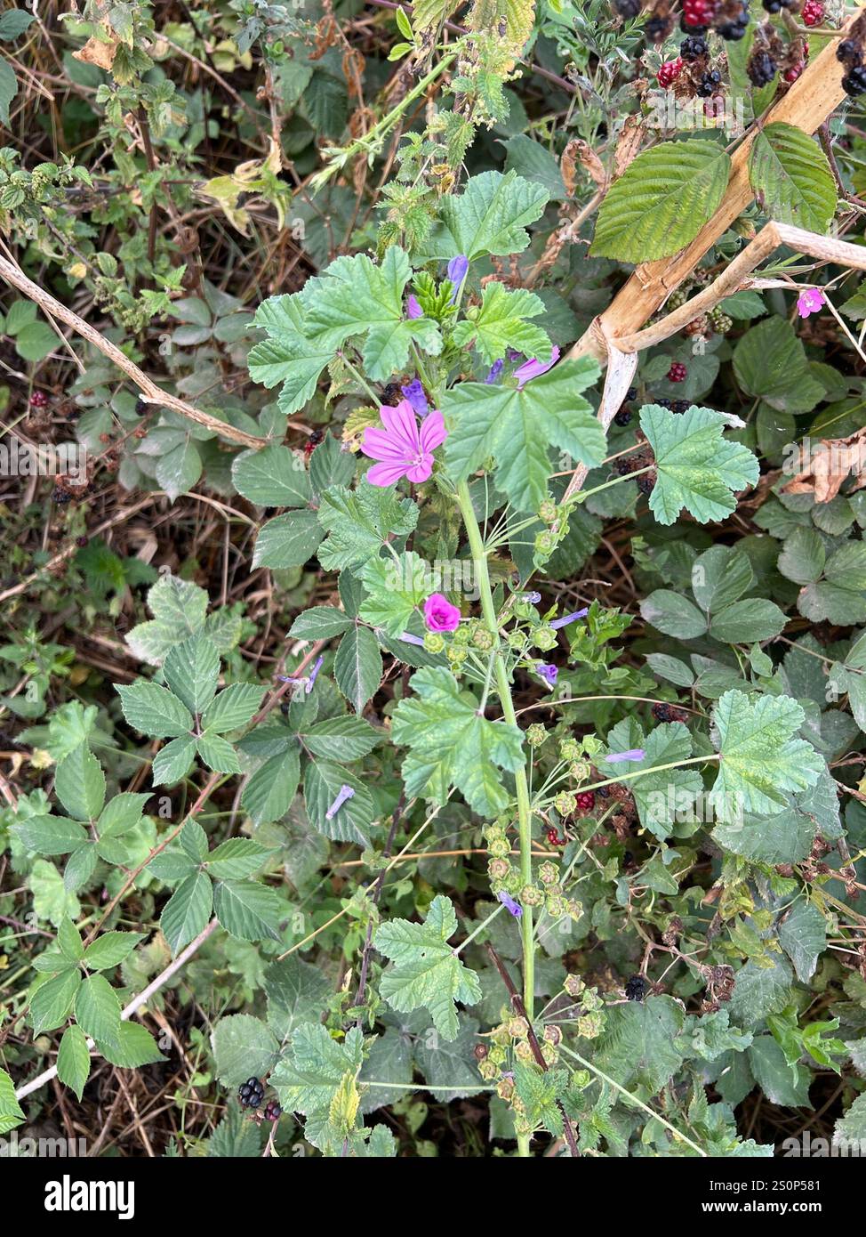 Common Mallow (Malva sylvestris Stock Photo - Alamy