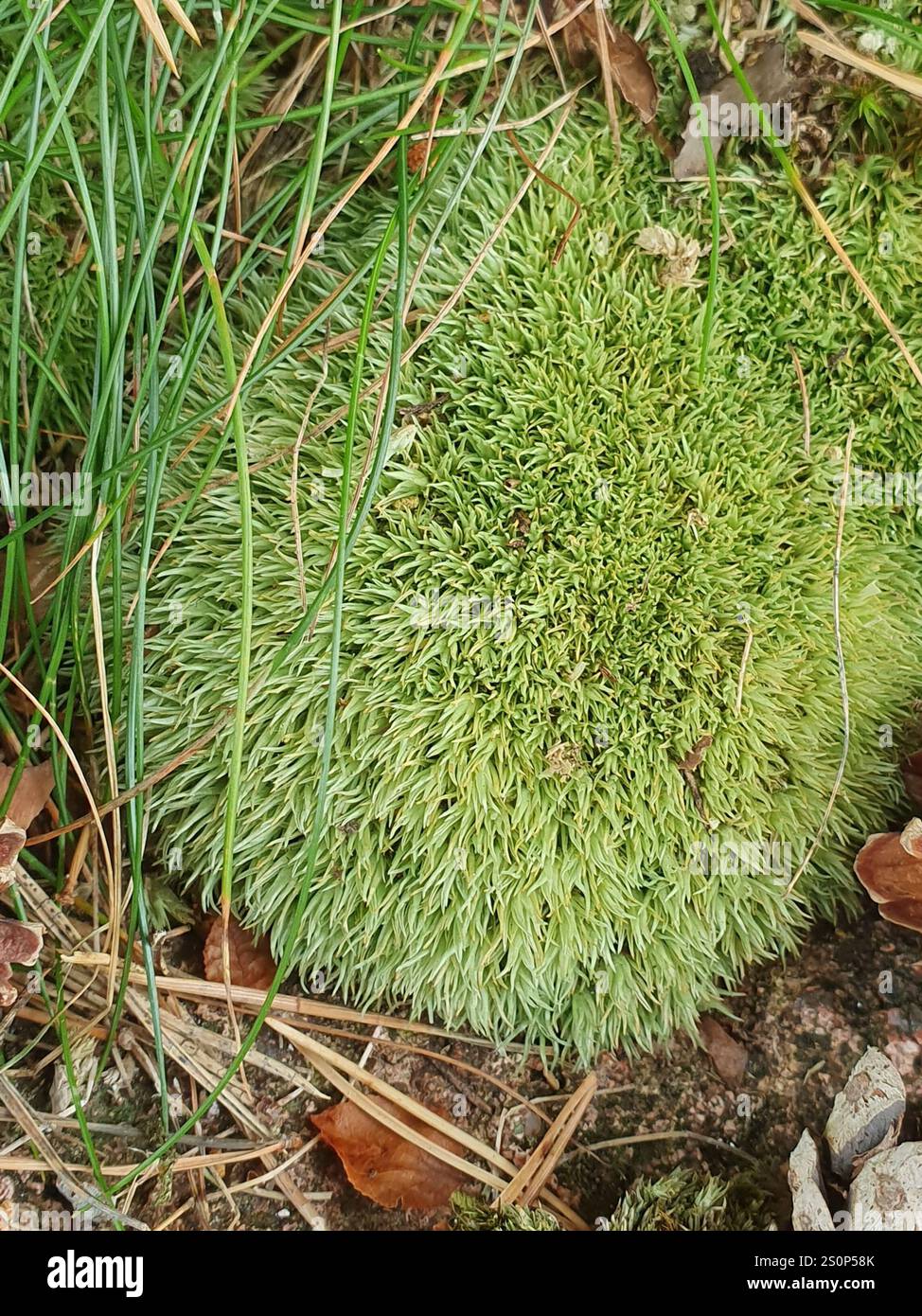 Pincushion Moss (Leucobryum glaucum Stock Photo - Alamy