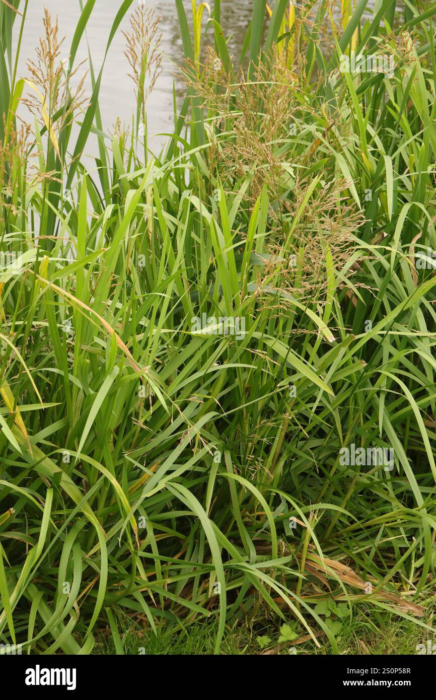 reed meadowgrass (Glyceria maxima Stock Photo - Alamy