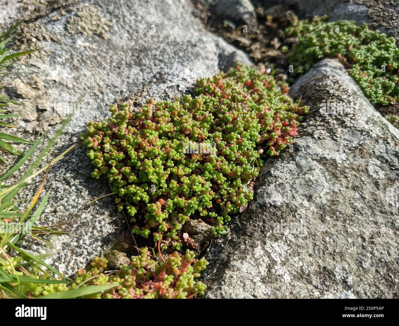 English Stonecrop (Sedum anglicum Stock Photo - Alamy