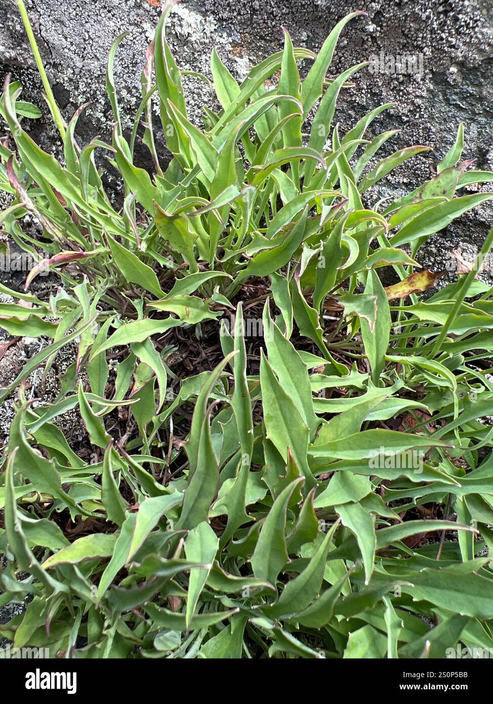 mountain dwarf-dandelion (Krigia montana Stock Photo - Alamy