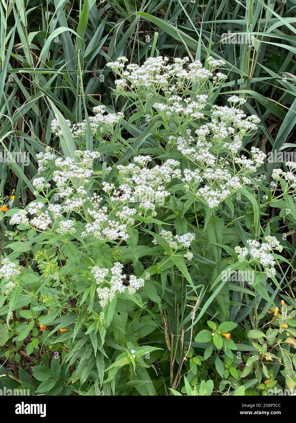 common boneset (Eupatorium perfoliatum Stock Photo - Alamy
