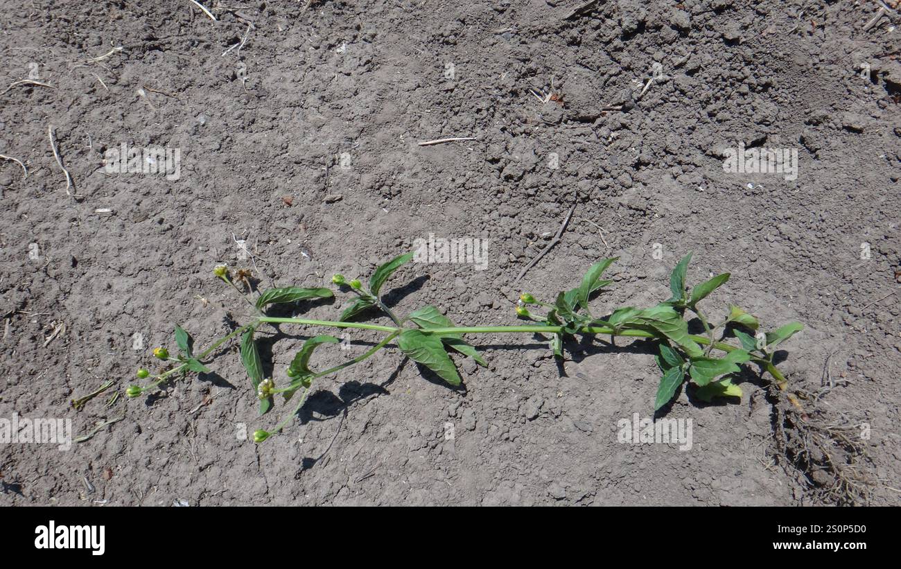 Gallant Soldier (Galinsoga parviflora Stock Photo - Alamy