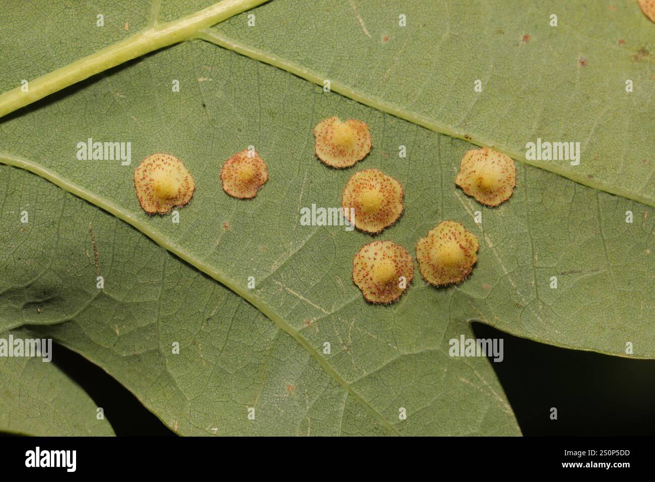Common Spangle Gall Wasp (Neuroterus quercusbaccarum Stock Photo - Alamy