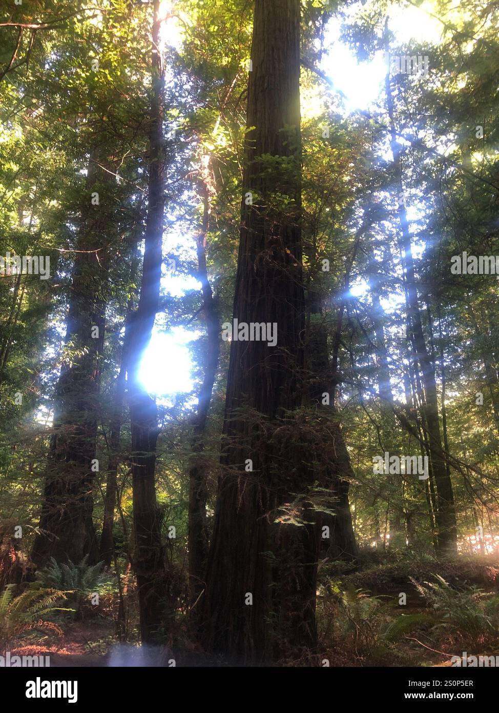 coast redwood (Sequoia sempervirens Stock Photo - Alamy